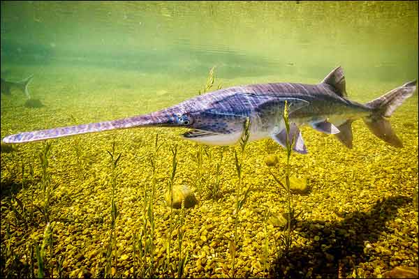 Chinese swordfish has been declared “extinct” - Shortpedia News App